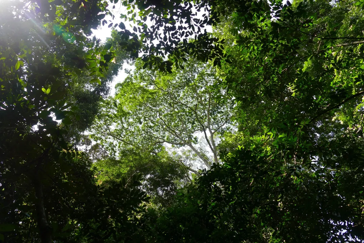 Écotourisme Taï — Forêt primaire UNESCO de Côte d'Ivoire